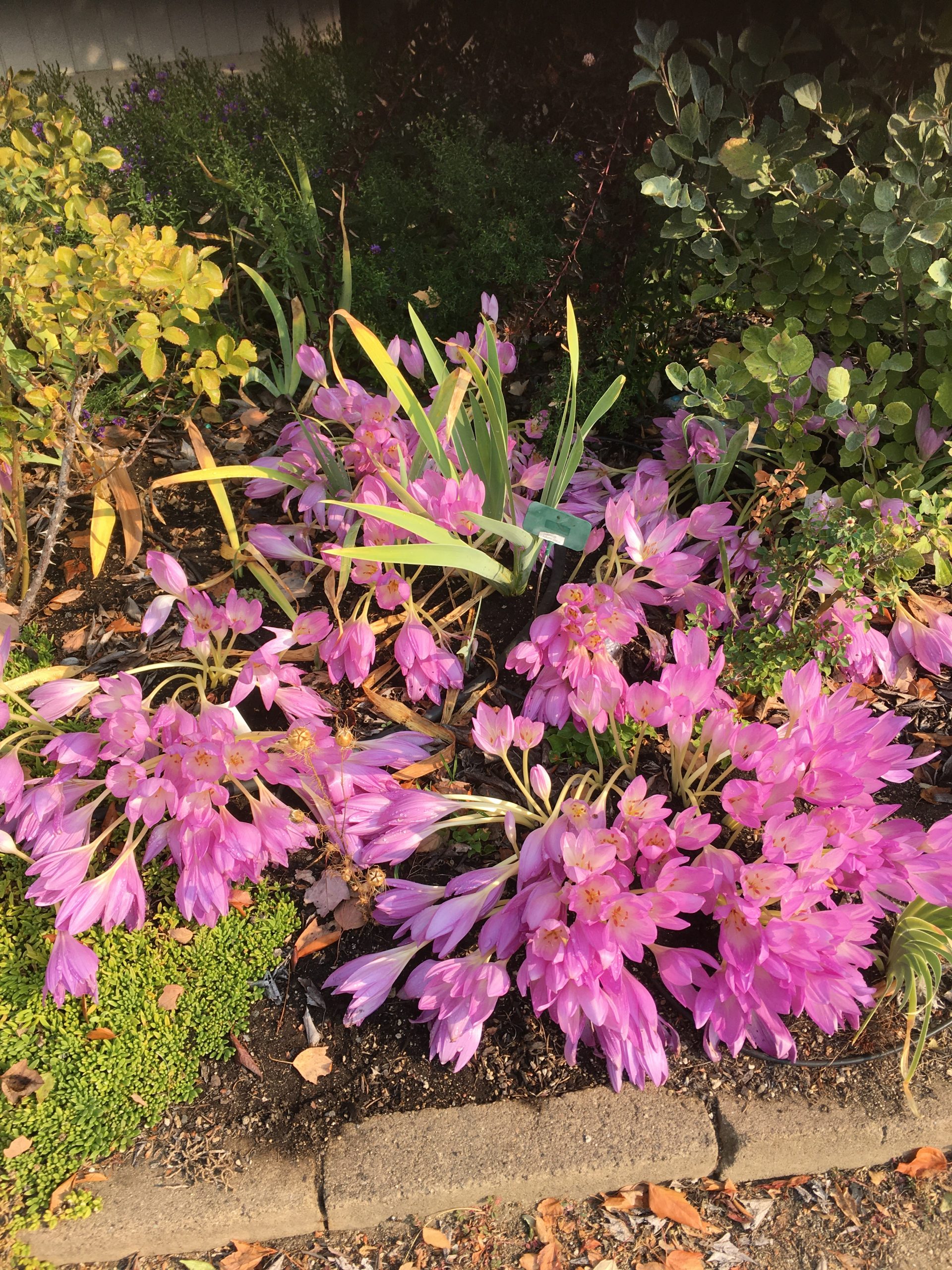 Homage to JCMGA Demonstration Garden gardeners – Jackson County Master ...