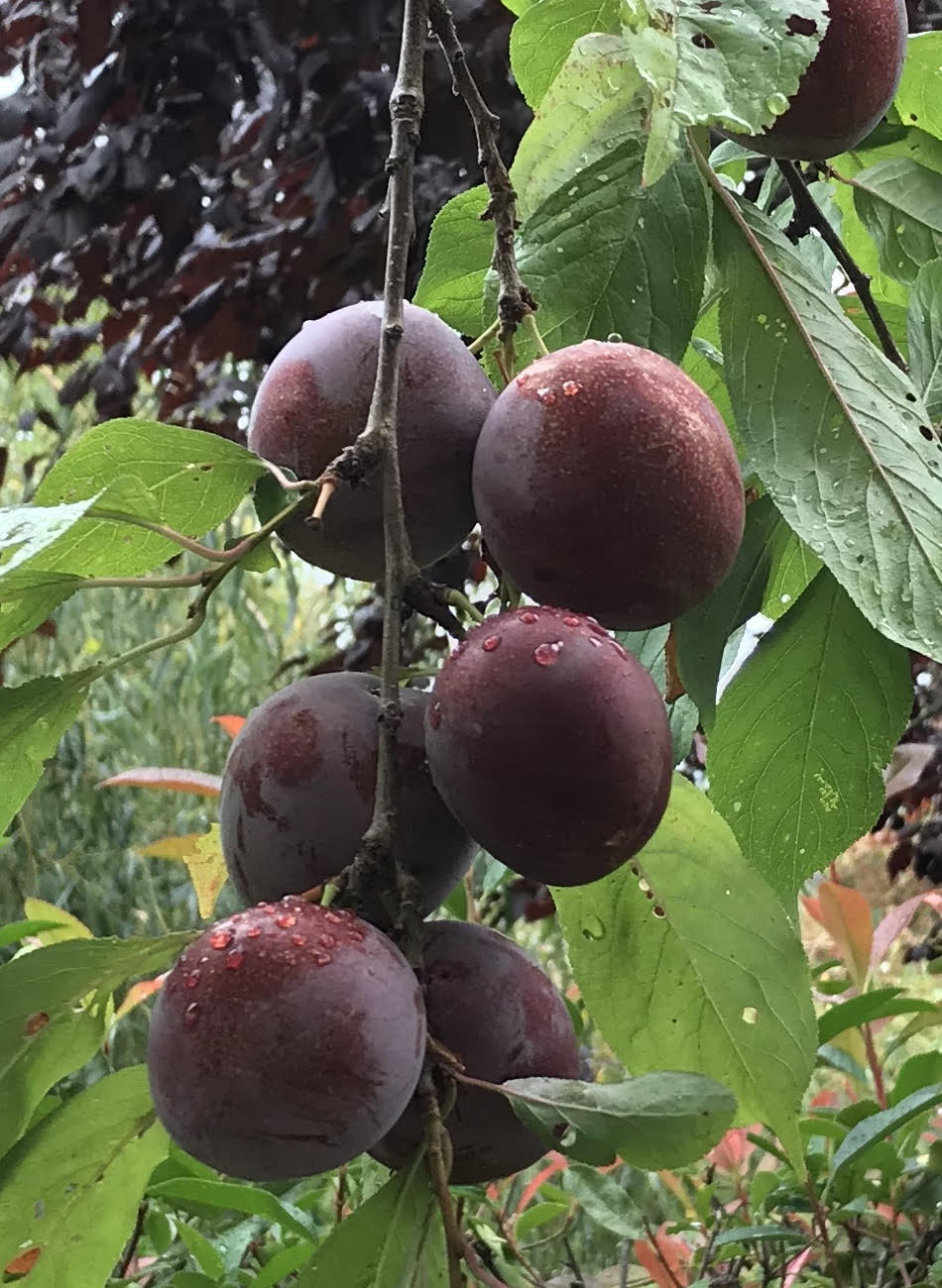 Plummeting Through Autumn – Jackson County Master Gardener Association