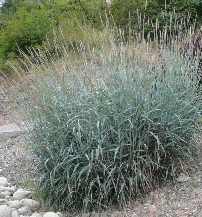 Better Know a Native – Jackson County Master Gardener Association