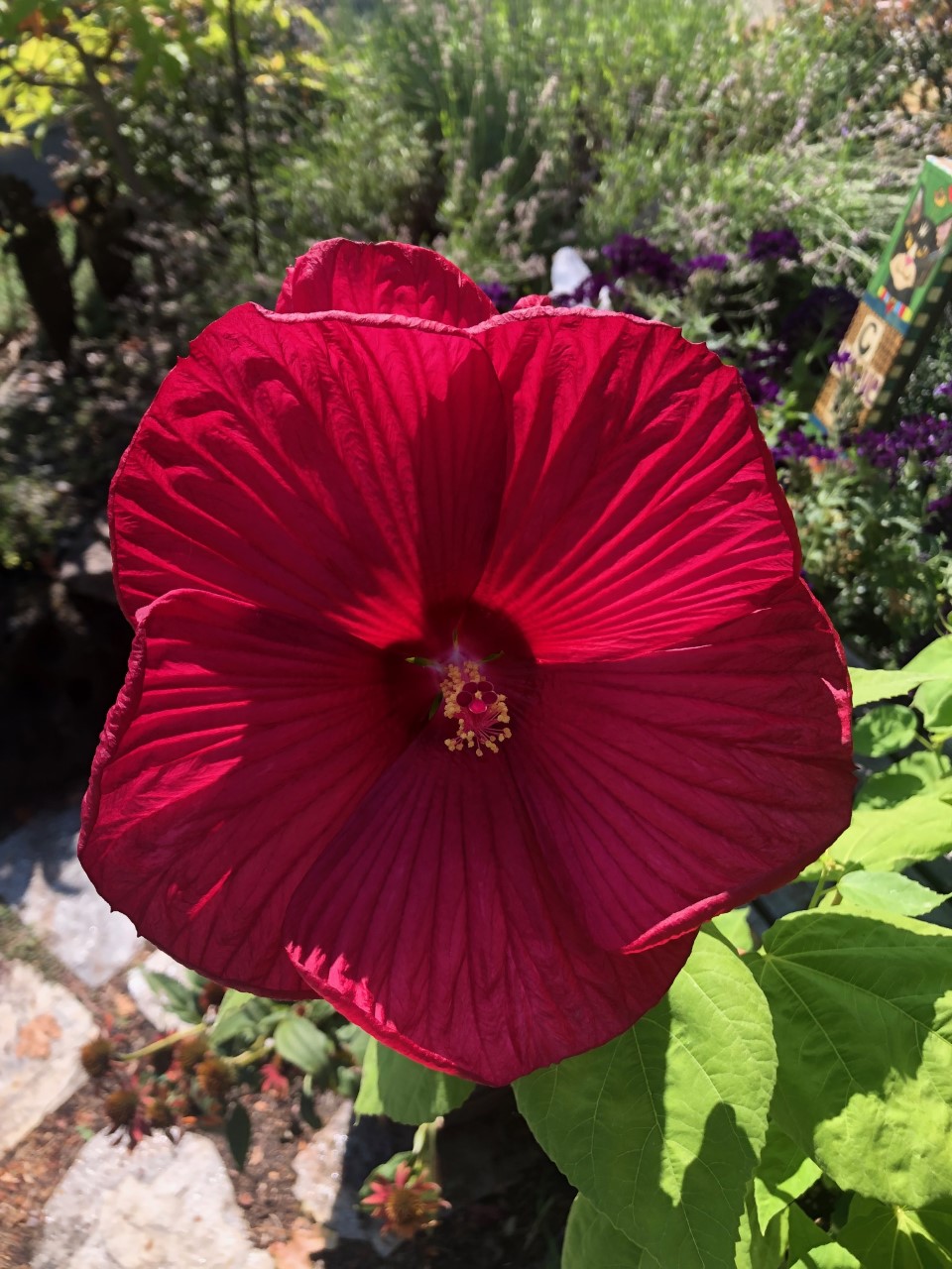 Annual Jackson County Master Gardener™ Association Photo Contest ...