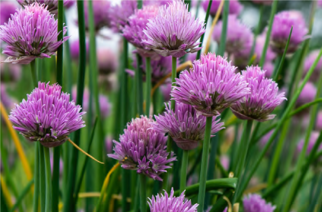 Companion Planting in the Vegetable Garden – Jackson County Master ...