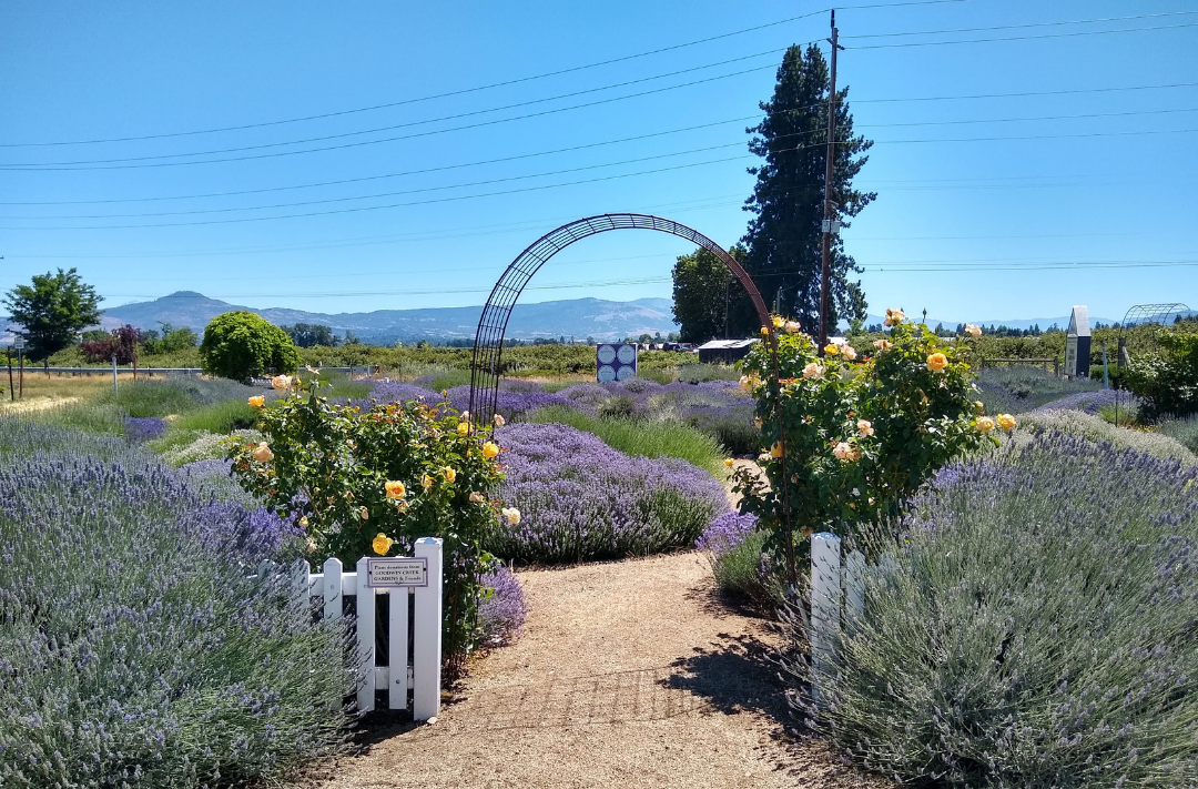 Lavender Garden ADA Paths – Jackson County Master Gardener Association