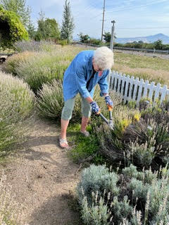 Lavender Garden ADA Paths – Jackson County Master Gardener Association