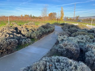 Lavender Garden ADA Paths – Jackson County Master Gardener Association