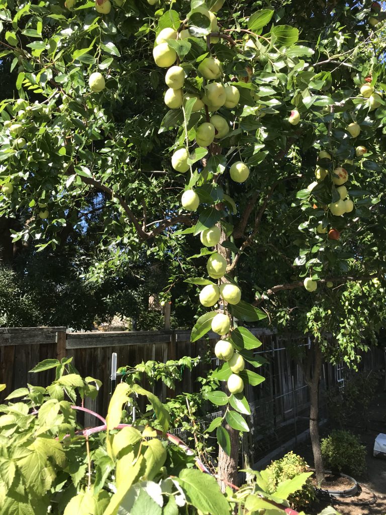 These are Good Juju – Jackson County Master Gardener Association