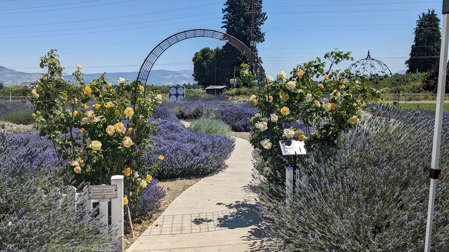 Lavender Fields Forever – Jackson County Master Gardener Association