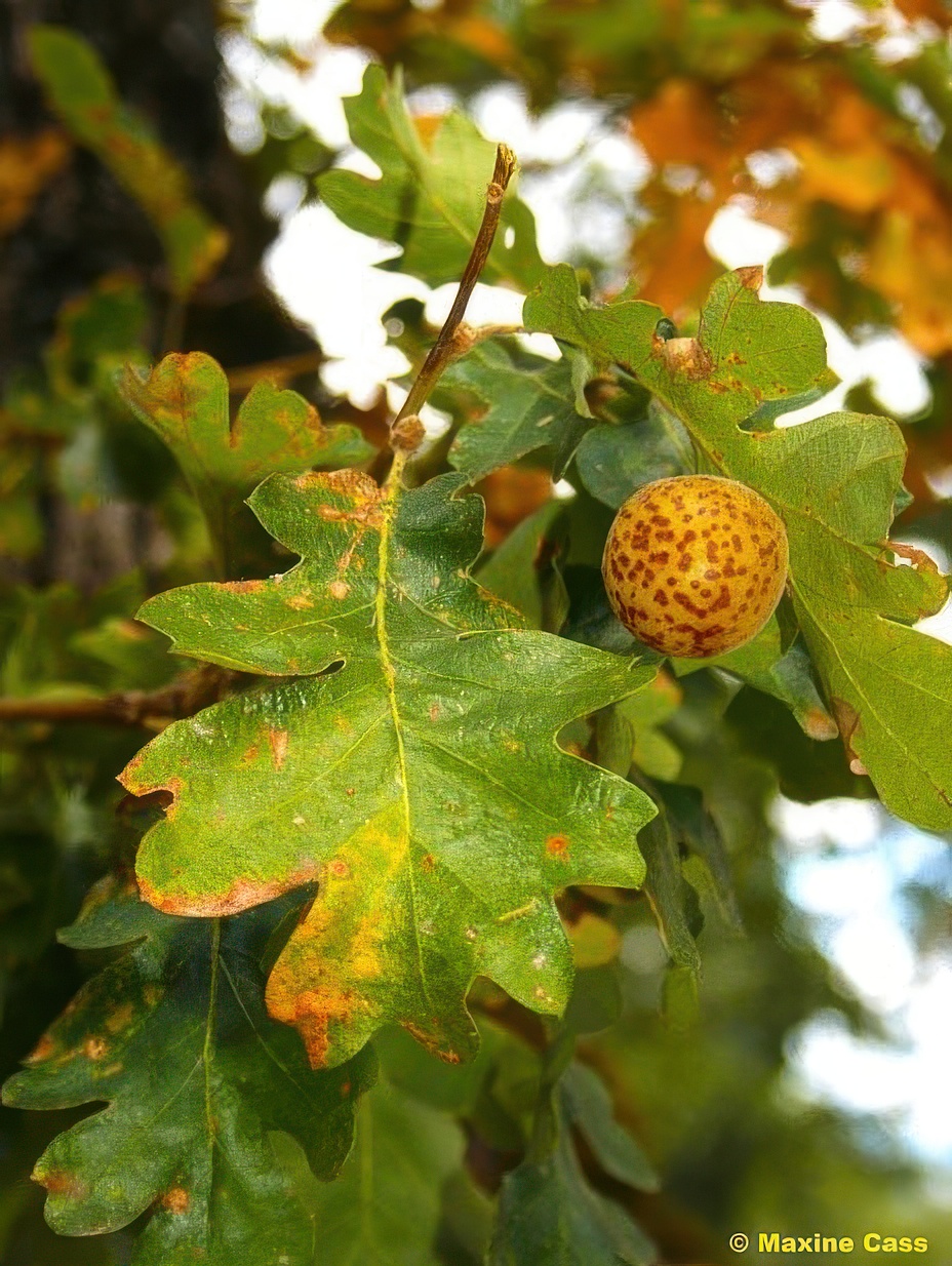 A Venerable Tree, Oregon White Oak – Jackson County Master Gardener ...