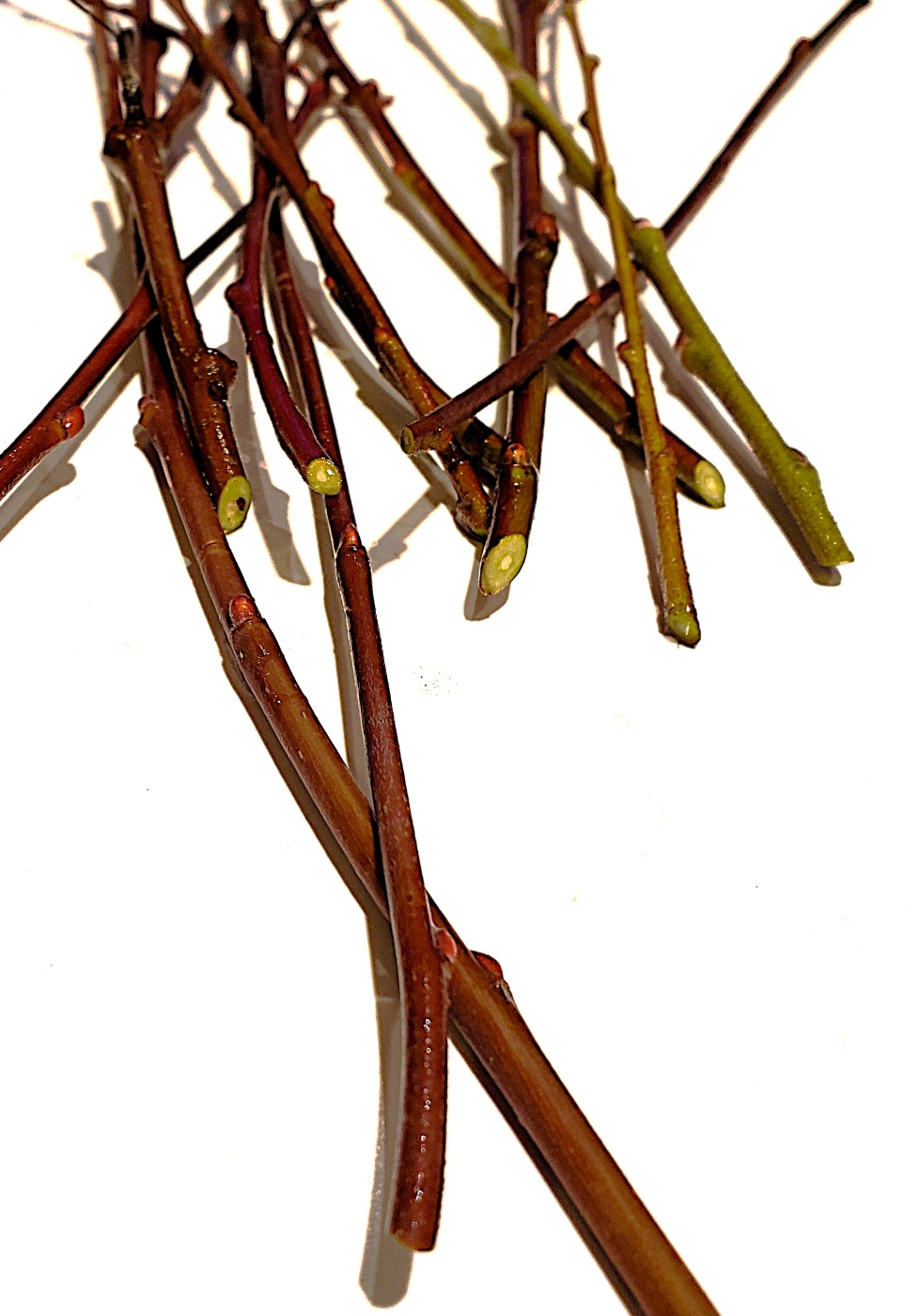 Willow Water: Mother Nature’s Rooting Hormone – Jackson County Master ...
