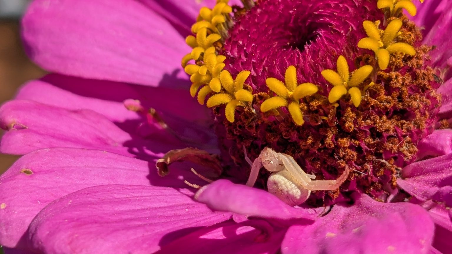 Critter on a Flower – Jackson County Master Gardener Association