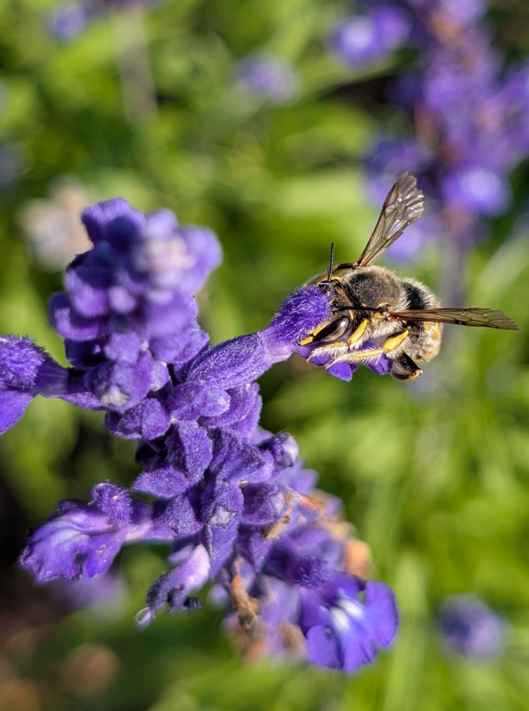 Critters on Flowers: European Woolcarder Bee Caught in a Fuzzy Embrace ...