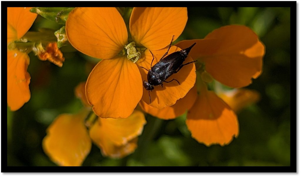 Critter On a Flower – Jackson County Master Gardener Association